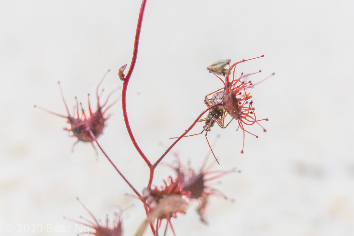 WA 2019: Part 6. Granite Outcrops and Salt Lakes - Fierce Flora