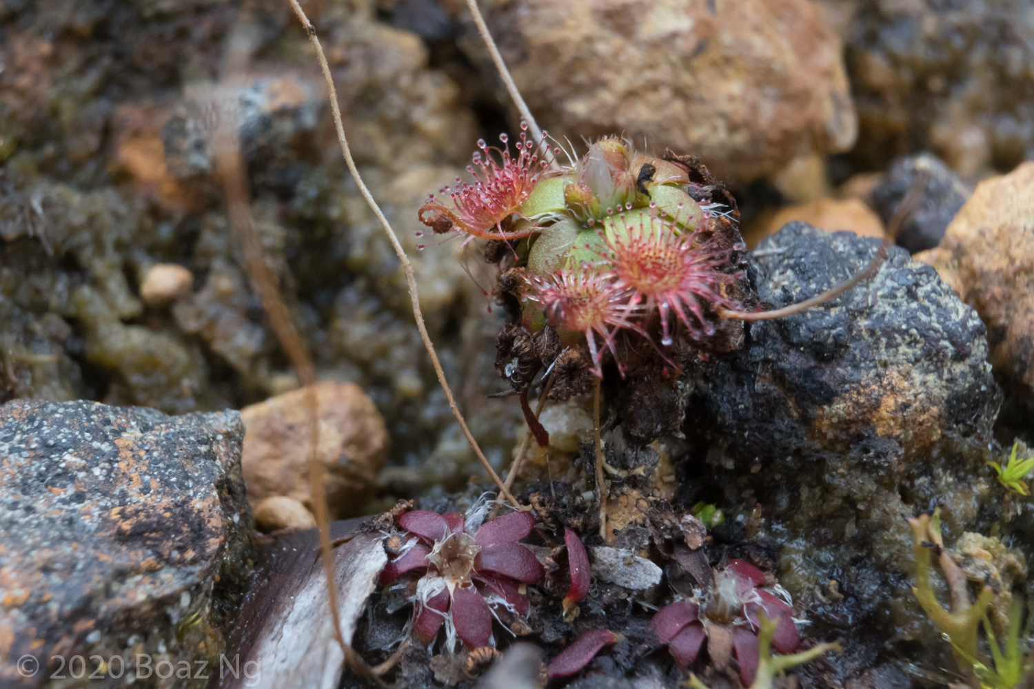 Drosera pulchella Species Profile - Fierce Flora