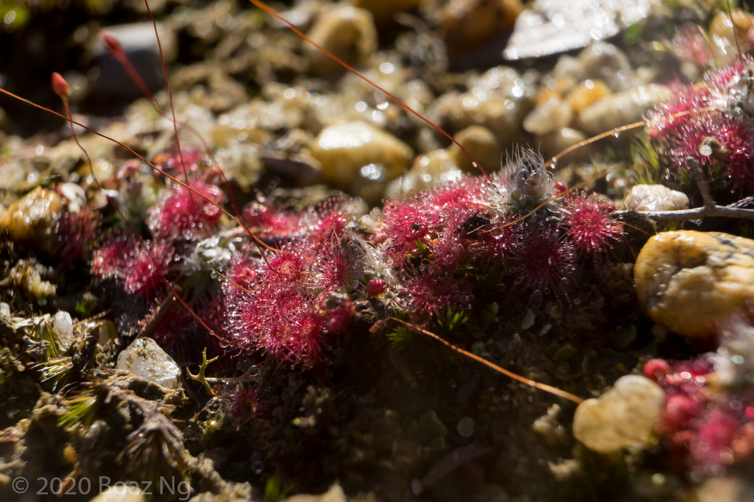 Anglesea Heath in May - Fierce Flora