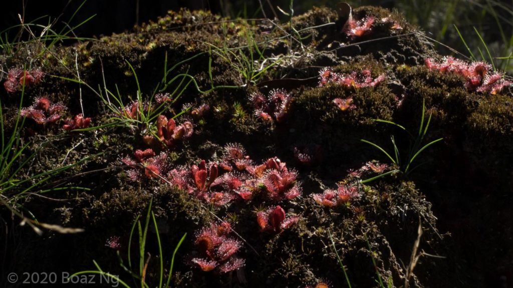 Drosera fragrans Species Profile - Fierce Flora