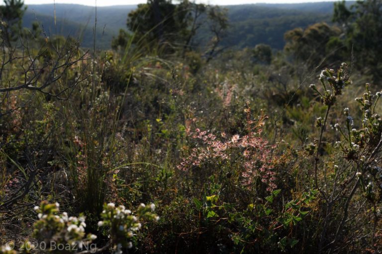 Anglesea Heath in May - Fierce Flora