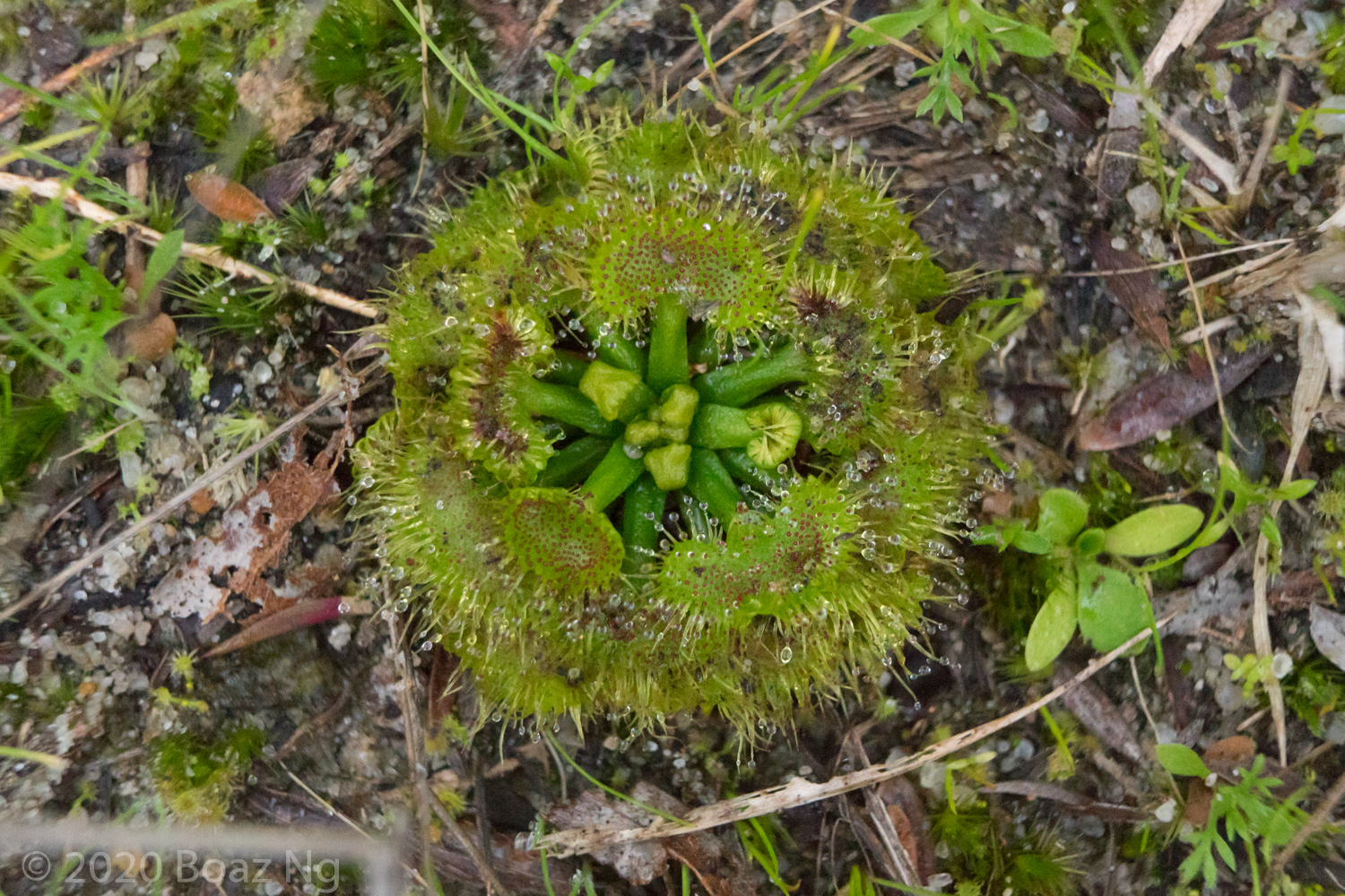 Drosera hookeri - Fierce Flora