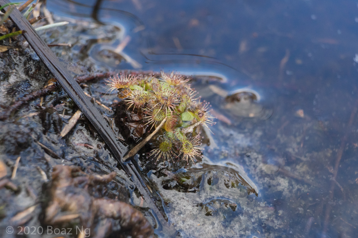 Drosera pulchella Species Profile - Fierce Flora
