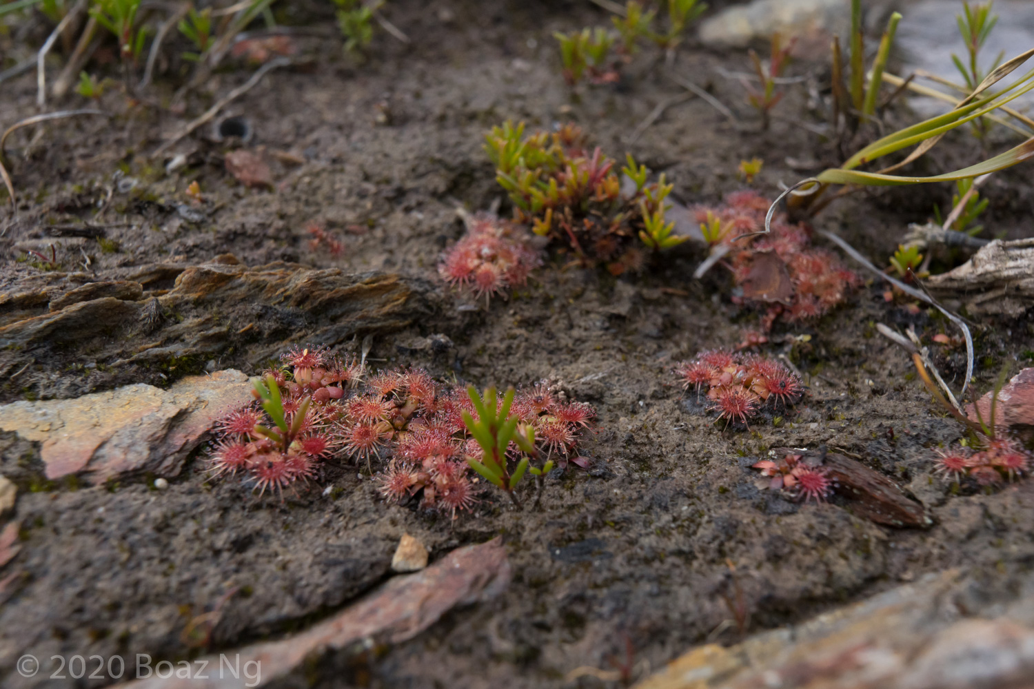 Drosera pulchella Species Profile - Fierce Flora