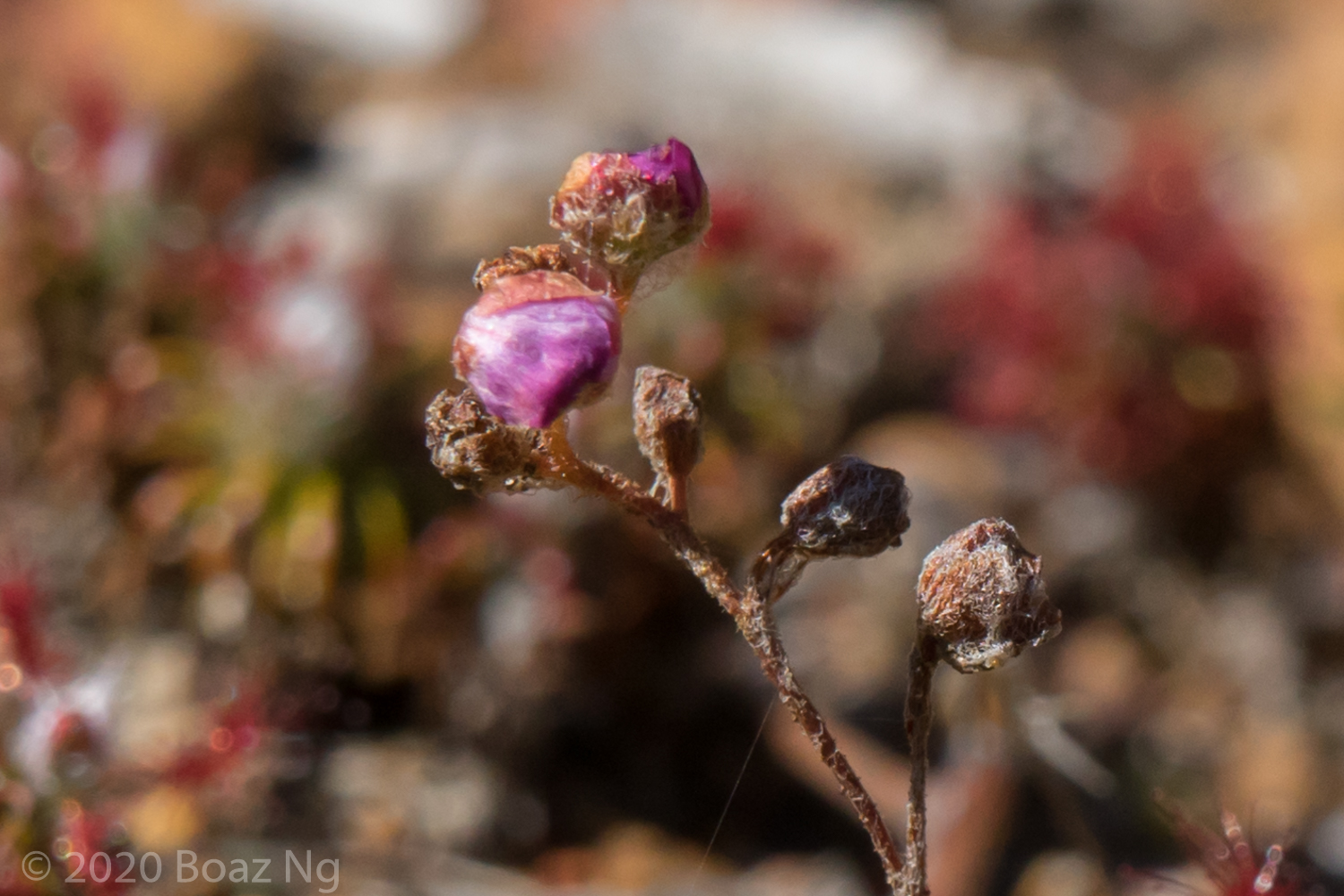 Drosera lasiantha Species Profile - Fierce Flora