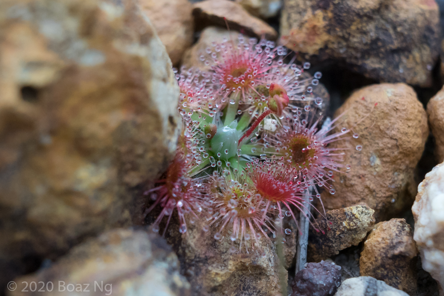 Drosera androsacea Species Profile - Fierce Flora