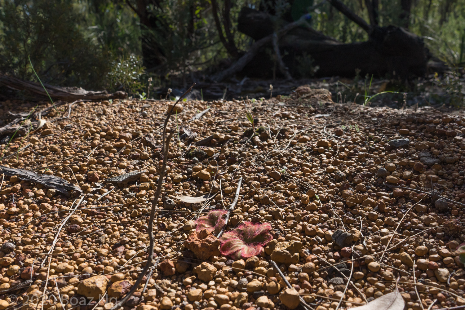 Drosera collina Species Profile - Fierce Flora