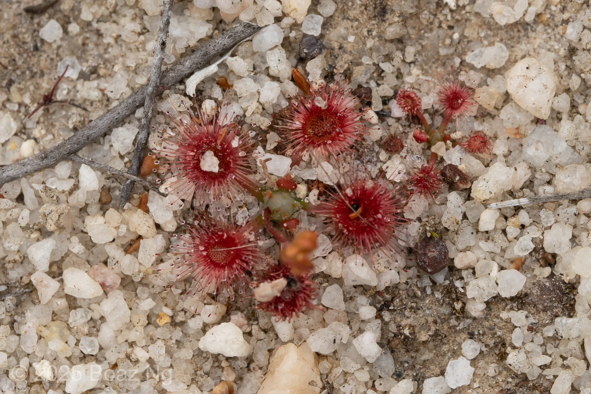 Drosera androsacea Species Profile - Fierce Flora