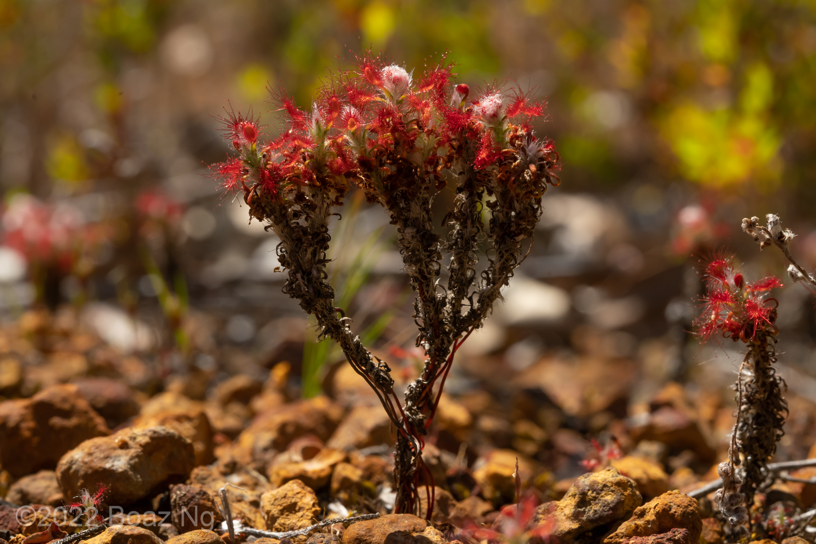 Drosera lasiantha Species Profile - Fierce Flora