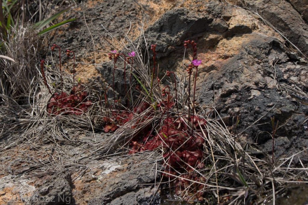 Drosera gibsonii Species Profile - Fierce Flora
