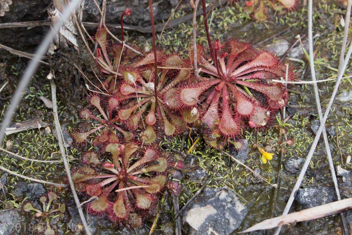 Drosera spatulata complex in Hong Kong and Macau - Fierce Flora