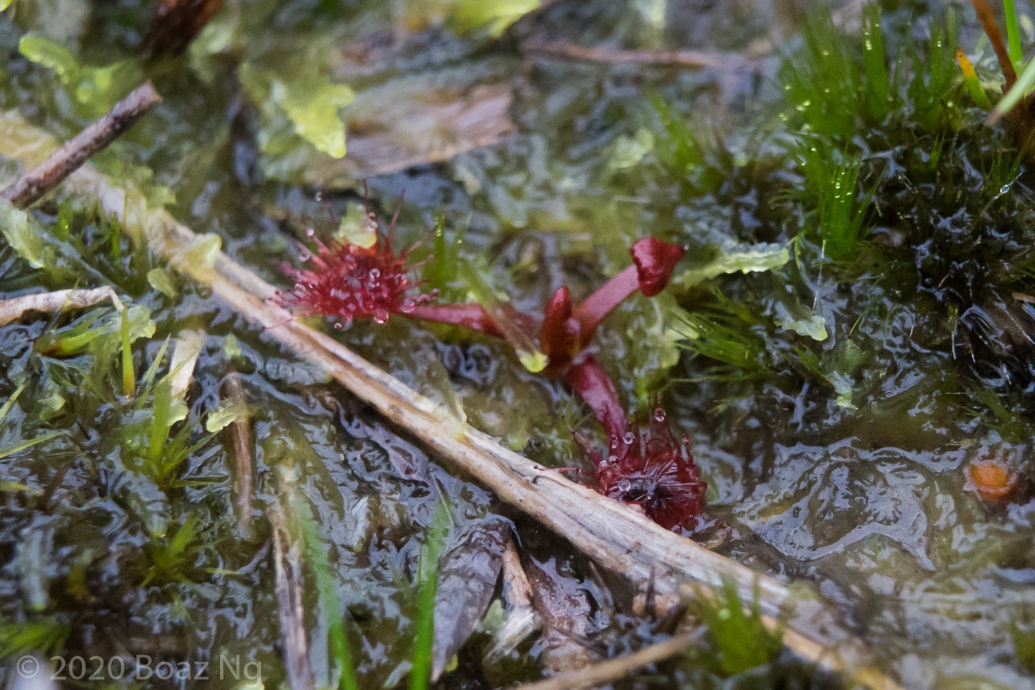 South East Melbourne - July - Fierce Flora