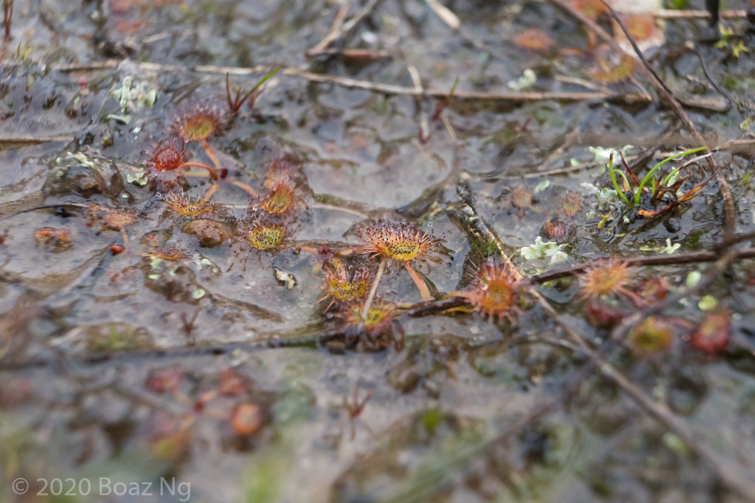 Wild Australian Drosera Species A-Z - Fierce Flora