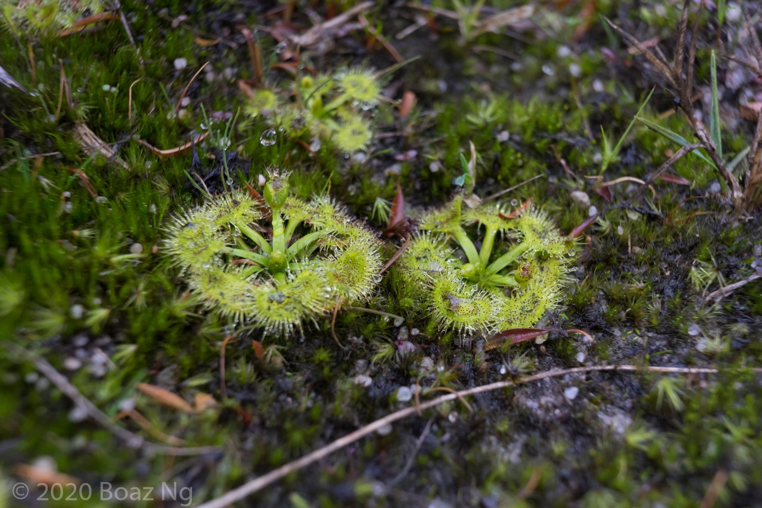 Wild Australian Drosera Species A-Z - Fierce Flora