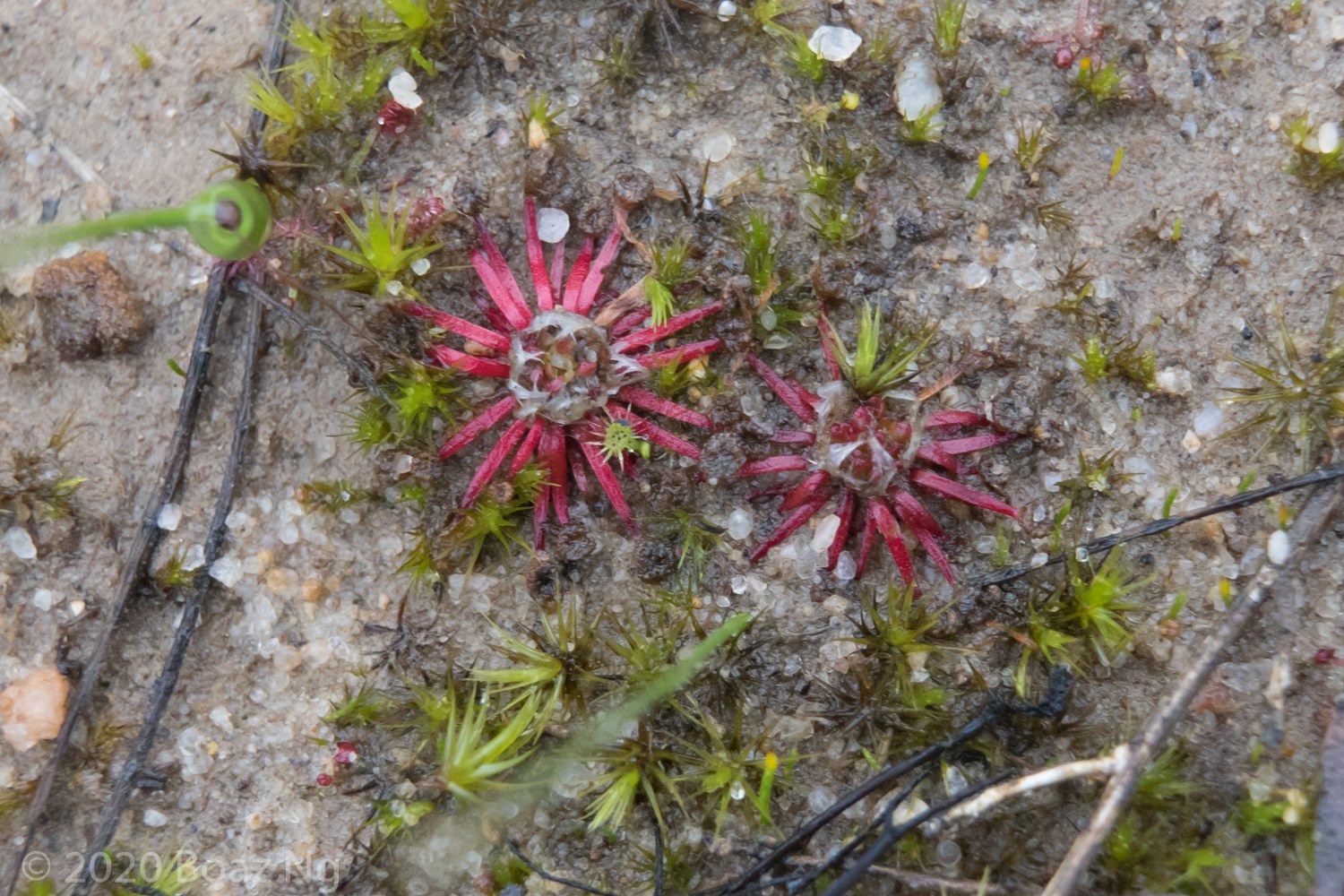 South East Melbourne - July - Fierce Flora