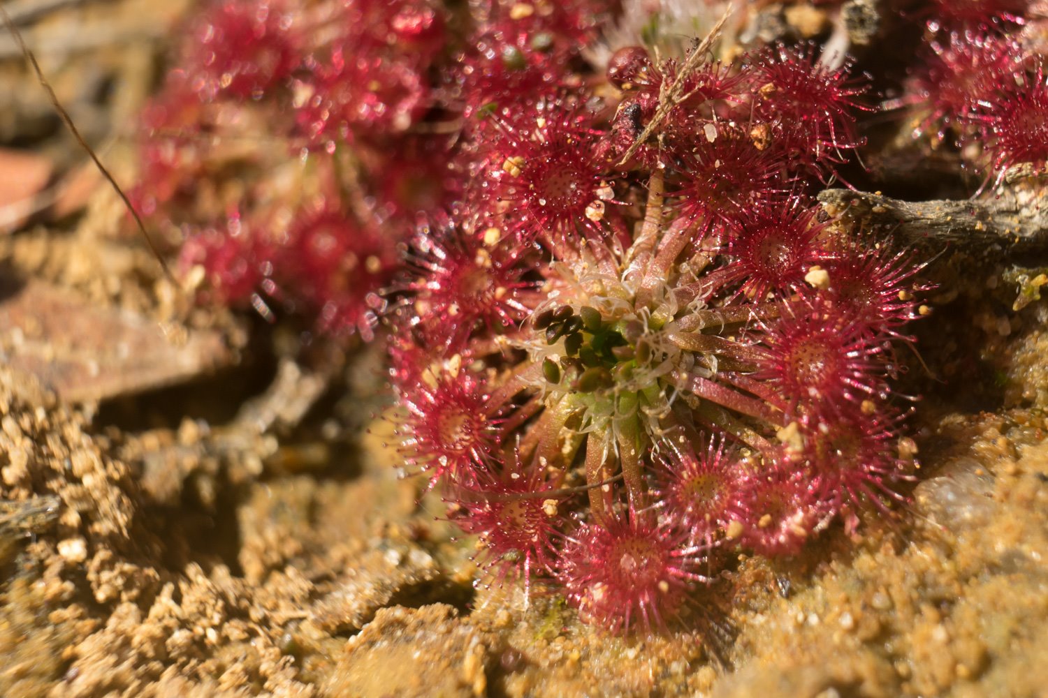 Drosera pygmaea Species Profile - Fierce Flora
