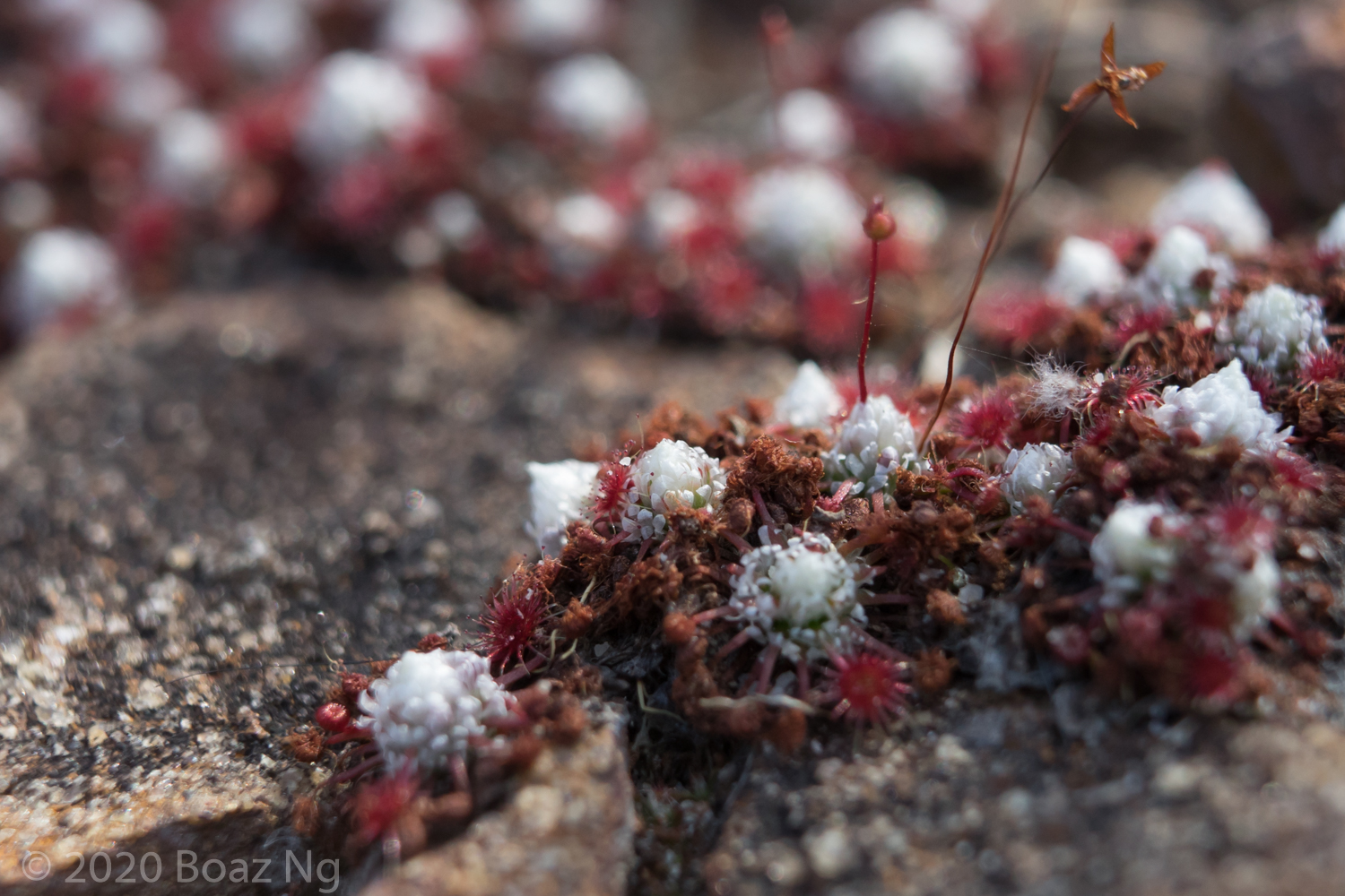 Drosera pygmaea Species Profile - Fierce Flora