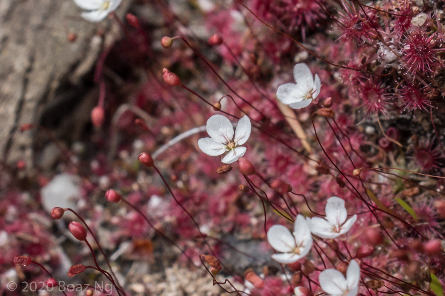Drosera pygmaea Species Profile - Fierce Flora