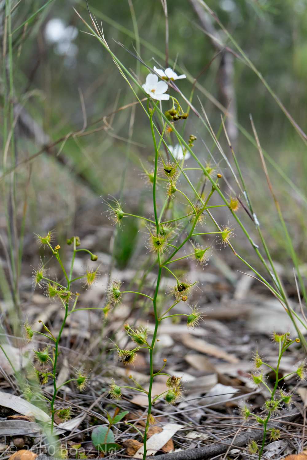 Drosera lunata Species Profile - Fierce Flora