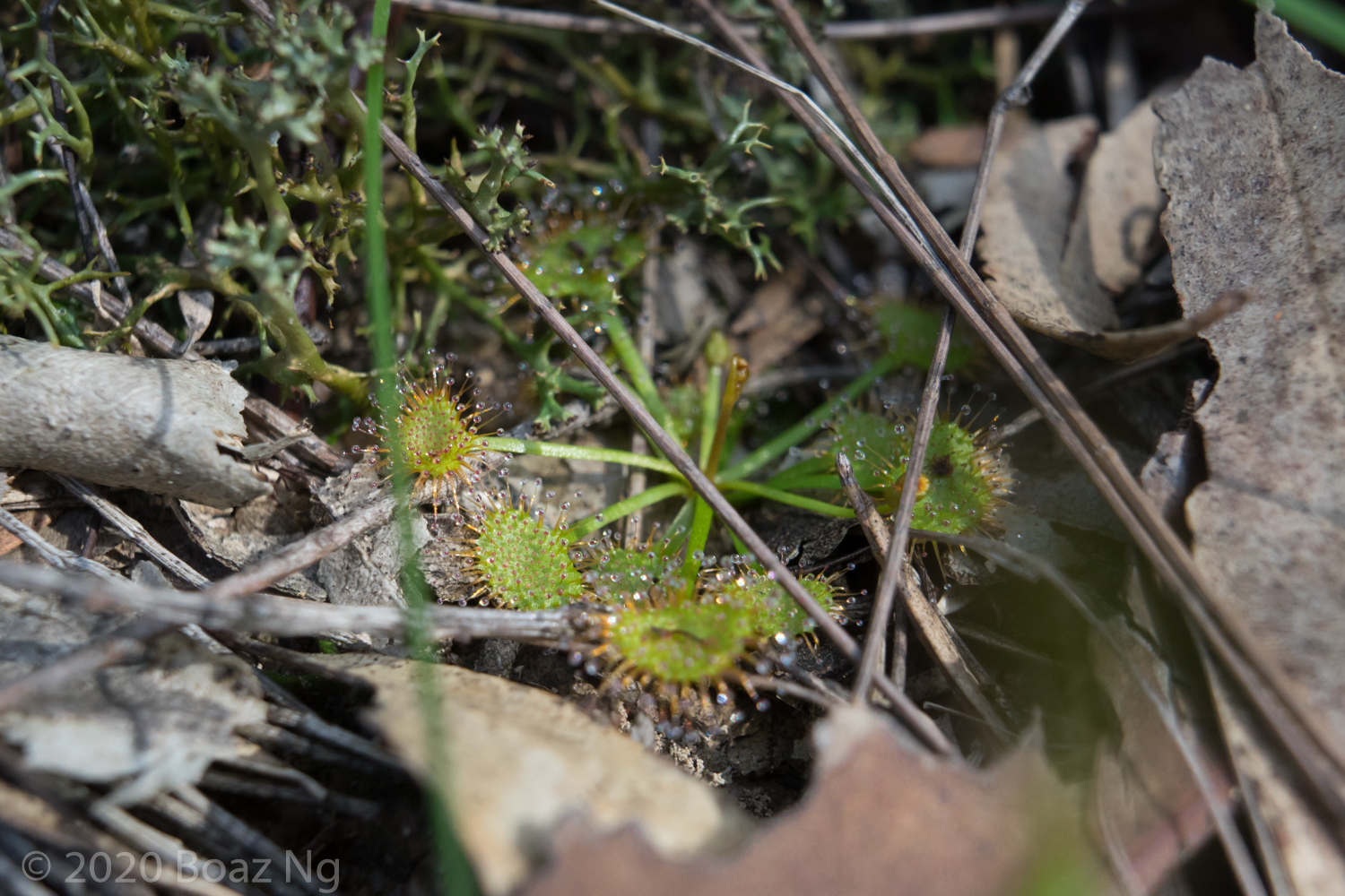 Drosera lunata Species Profile - Fierce Flora