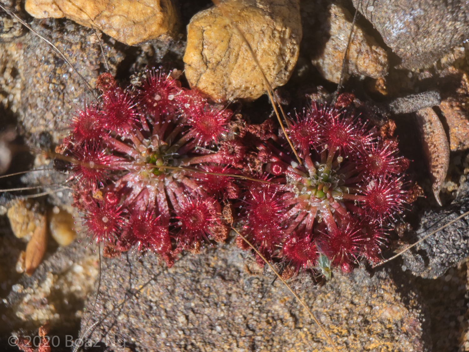 Drosera pygmaea Species Profile - Fierce Flora