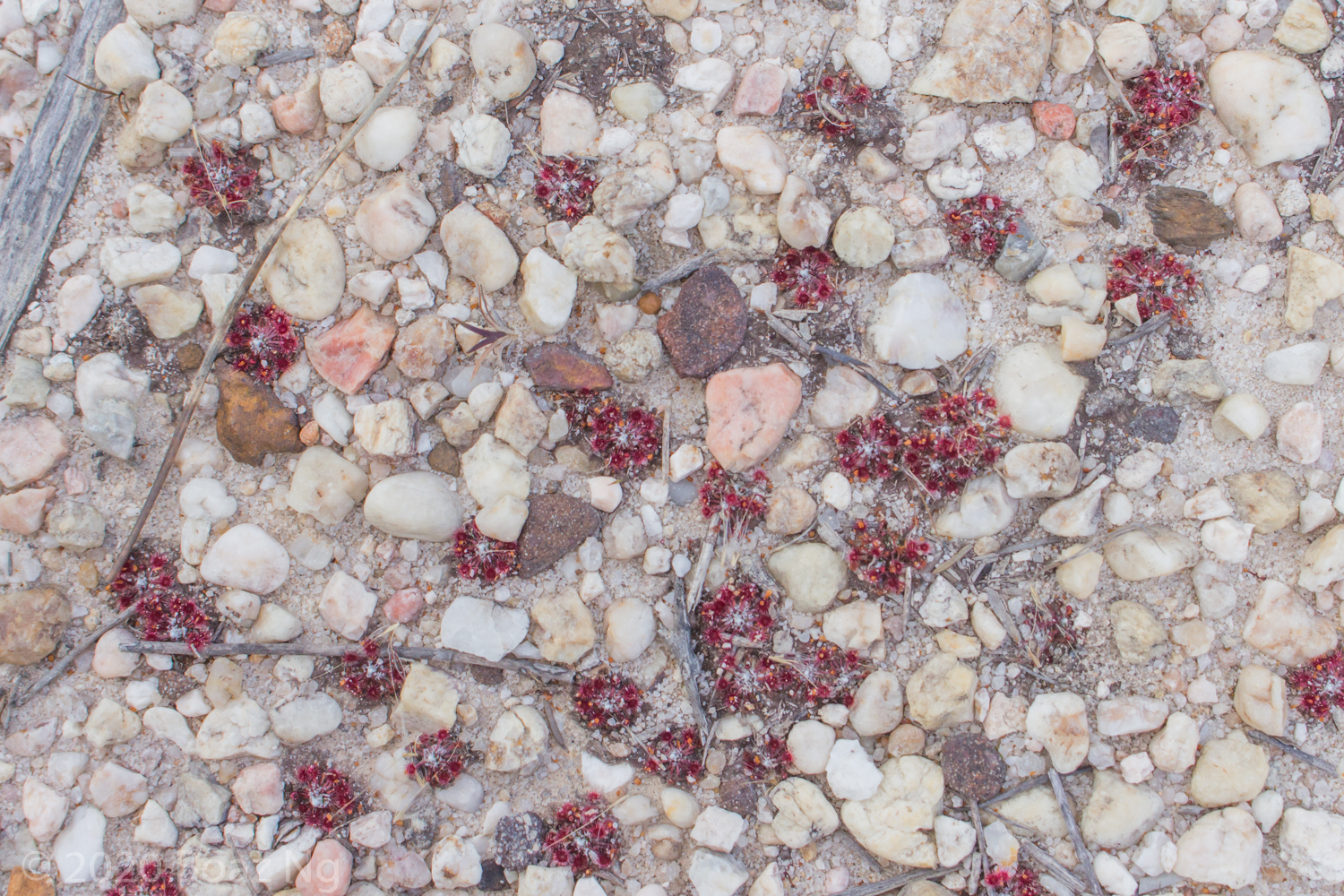 Drosera pygmaea Species Profile - Fierce Flora