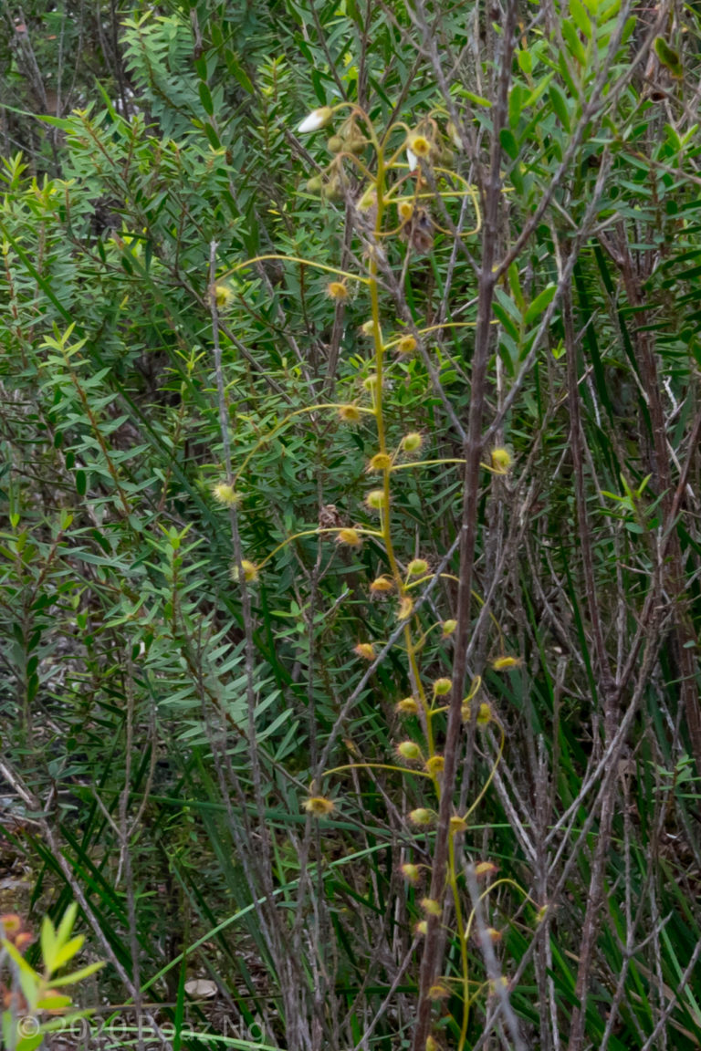 Drosera macrantha Species Profile - Fierce Flora