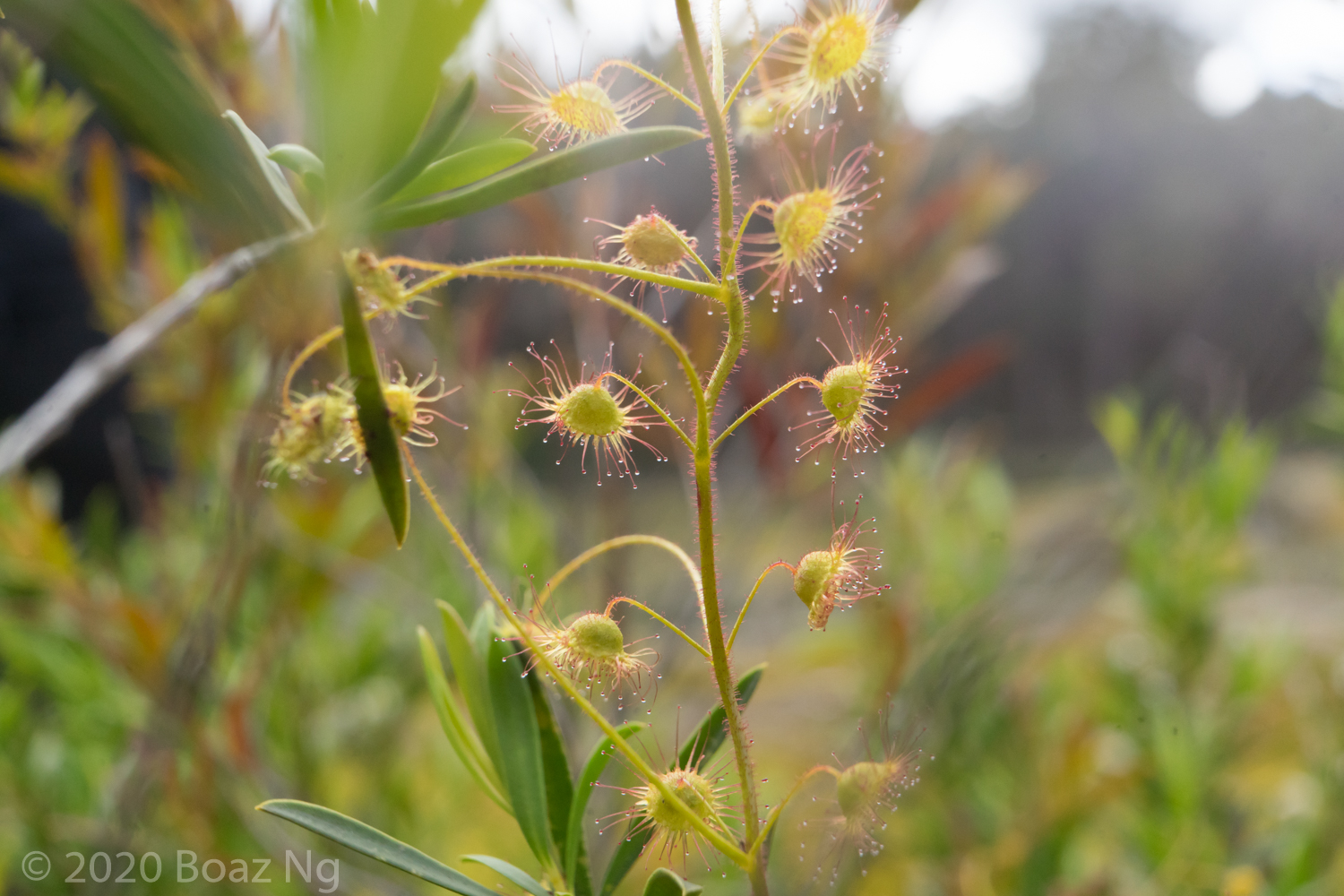 Drosera macrantha Species Profile - Fierce Flora