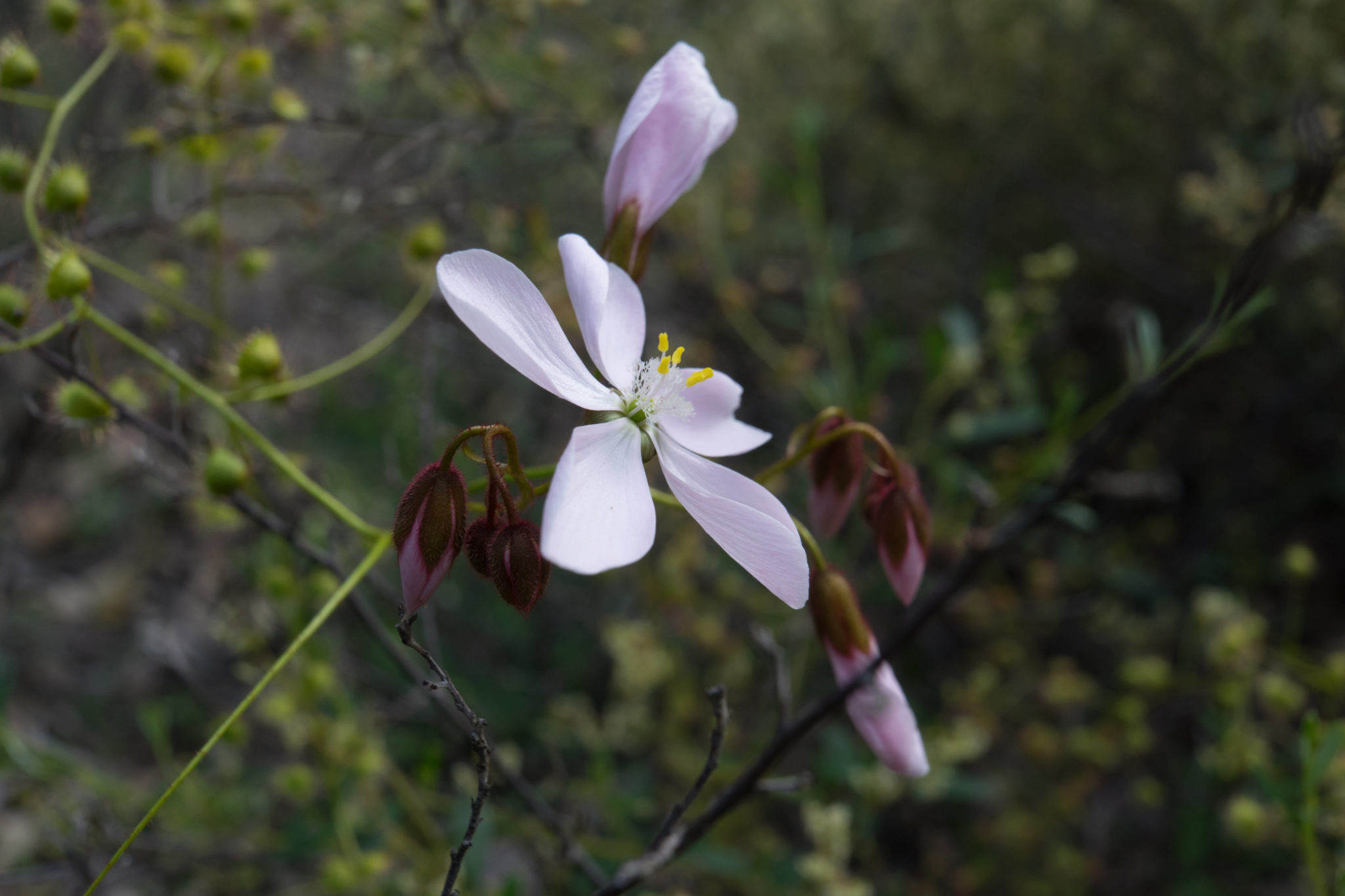 Drosera macrantha Species Profile - Fierce Flora