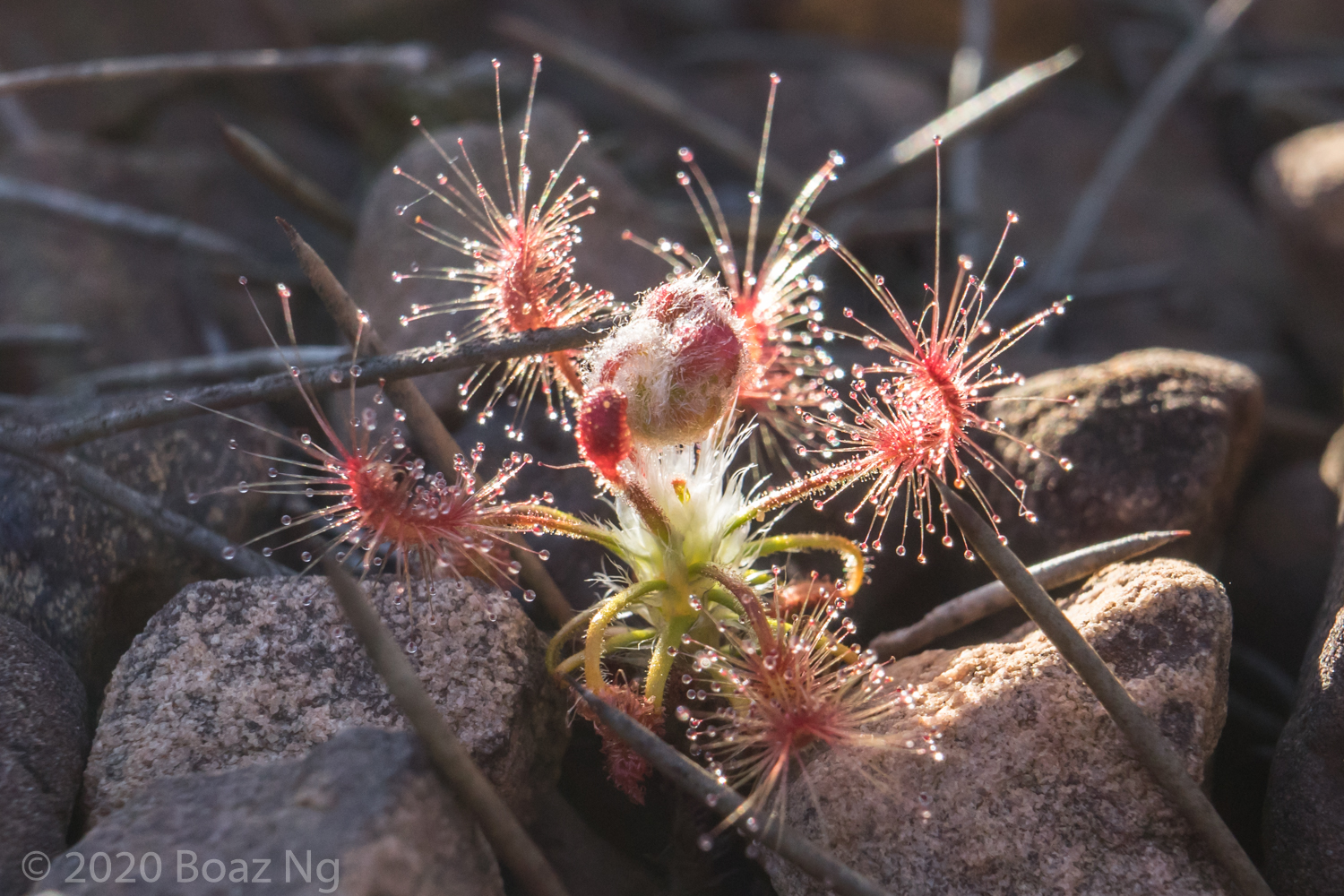 Drosera scorpioides Species Profile - Fierce Flora