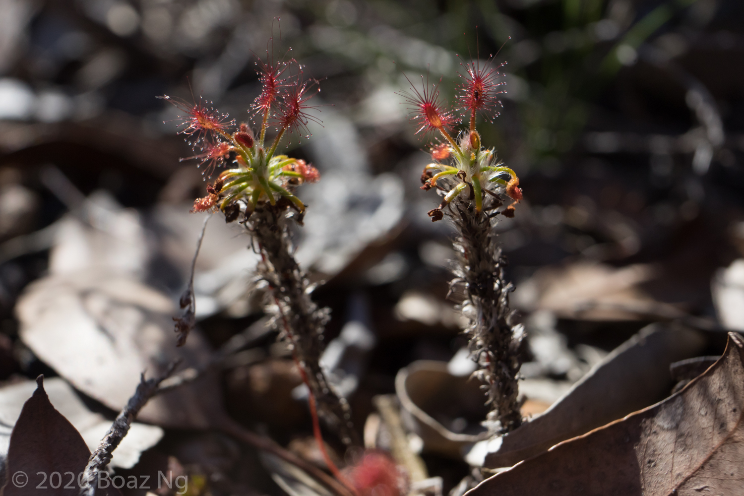 Drosera scorpioides Species Profile - Fierce Flora