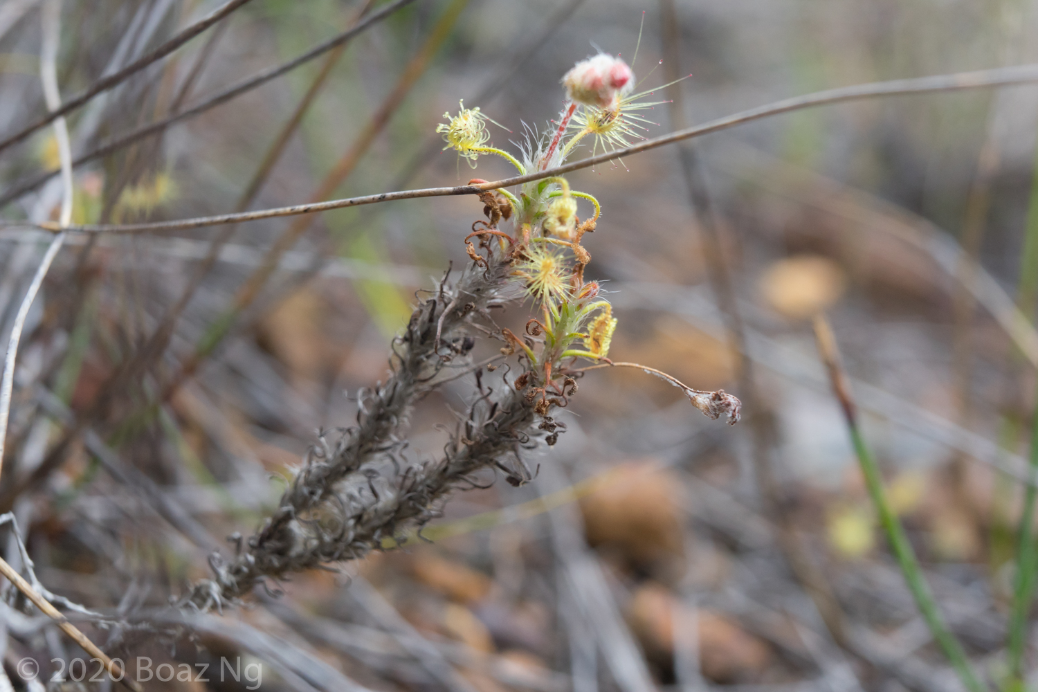 Drosera scorpioides Species Profile - Fierce Flora