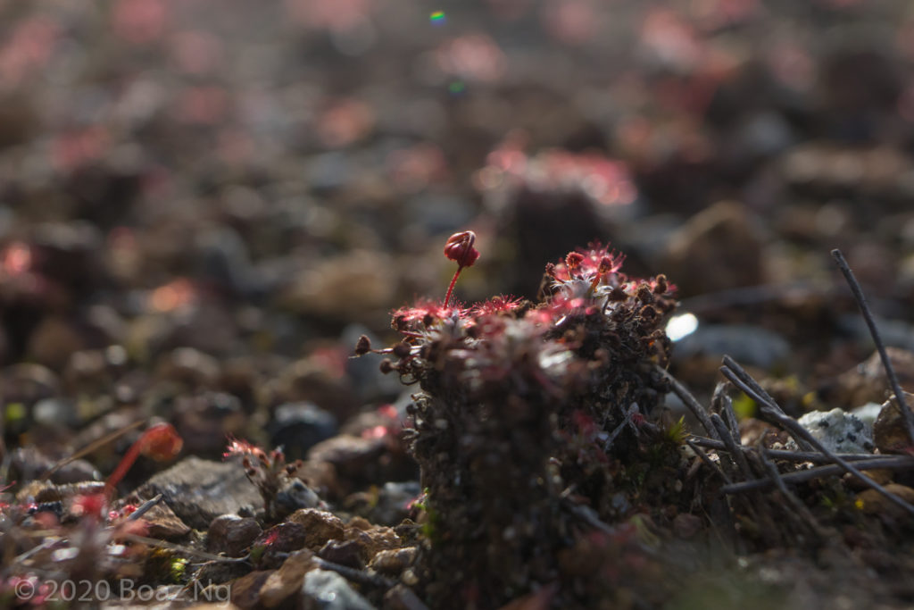 Drosera eremaea - Fierce Flora