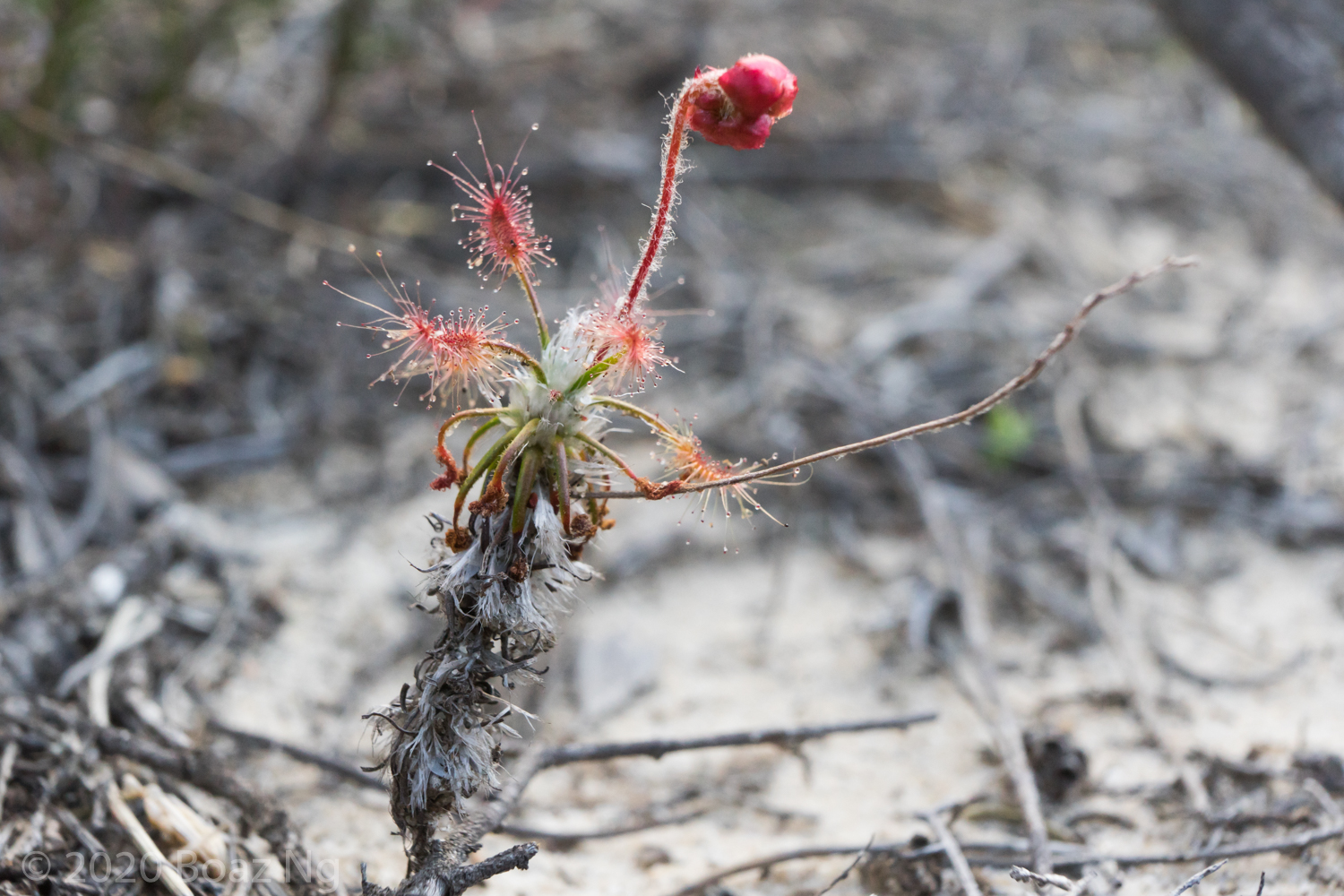 Drosera scorpioides Species Profile - Fierce Flora