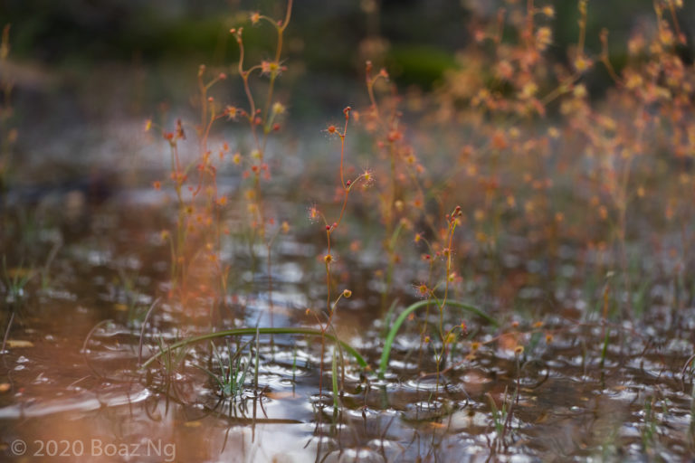 Drosera arcturi Species Profile - Fierce Flora