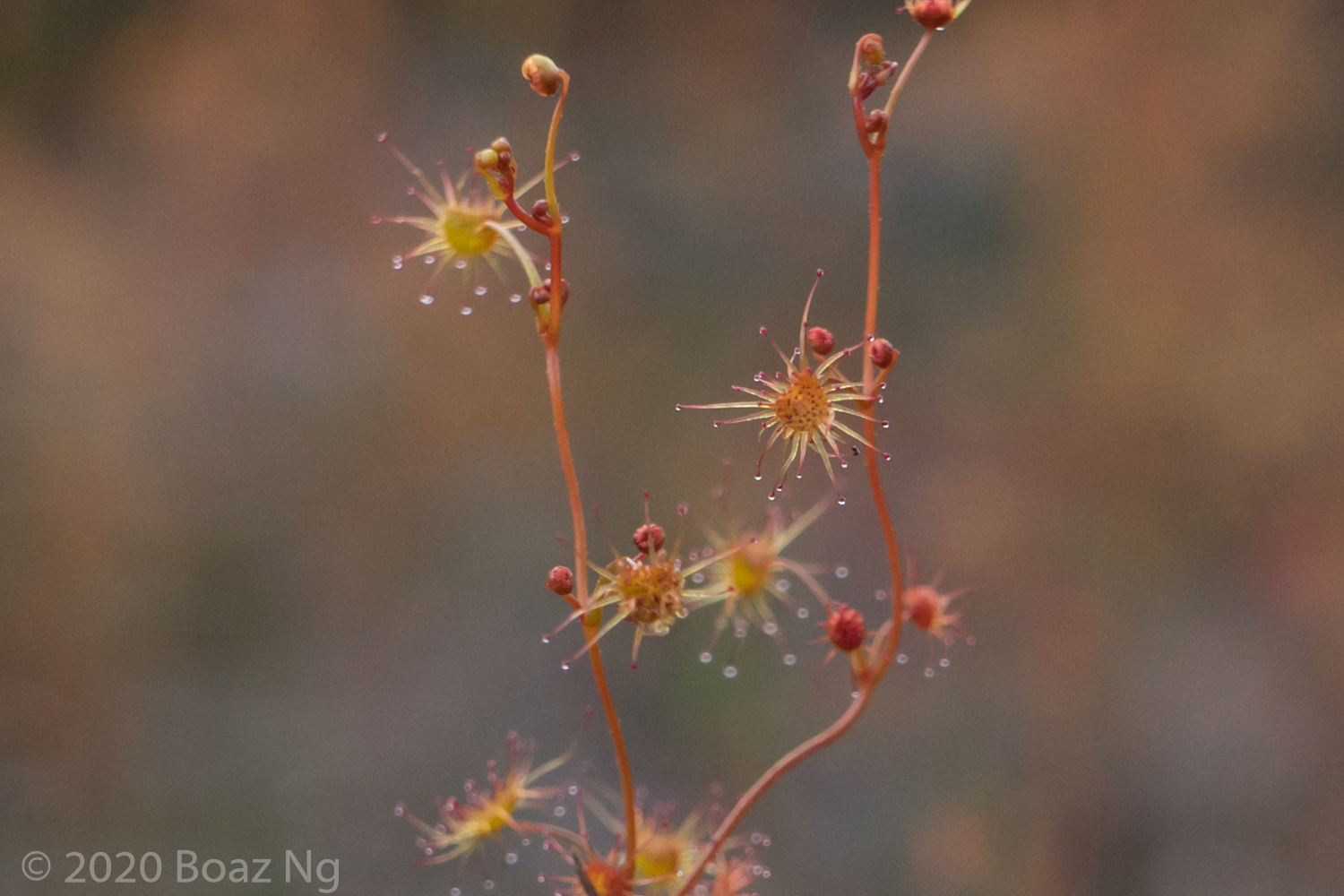 Drosera intricata Species Profile - Fierce Flora