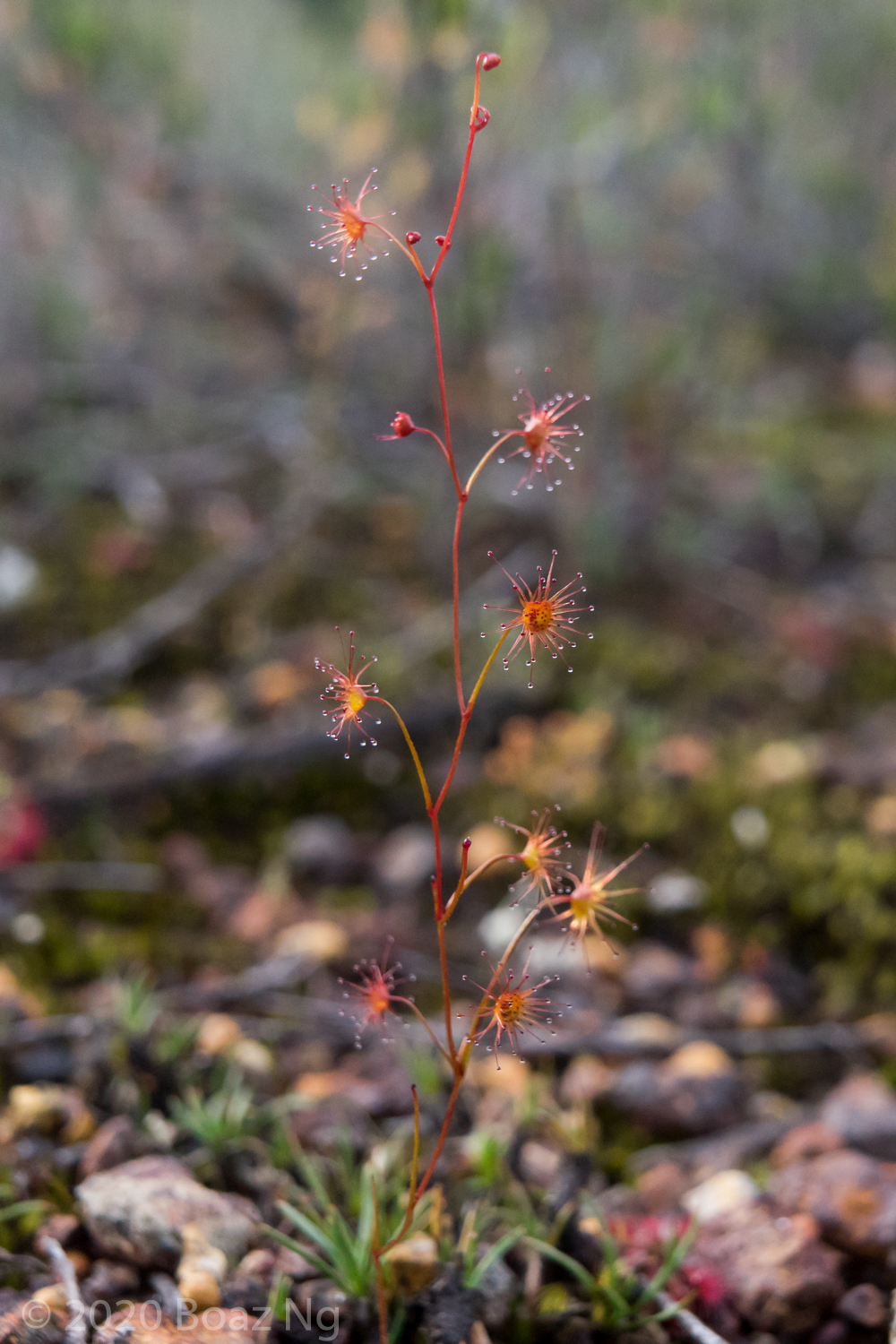 Drosera intricata Species Profile - Fierce Flora
