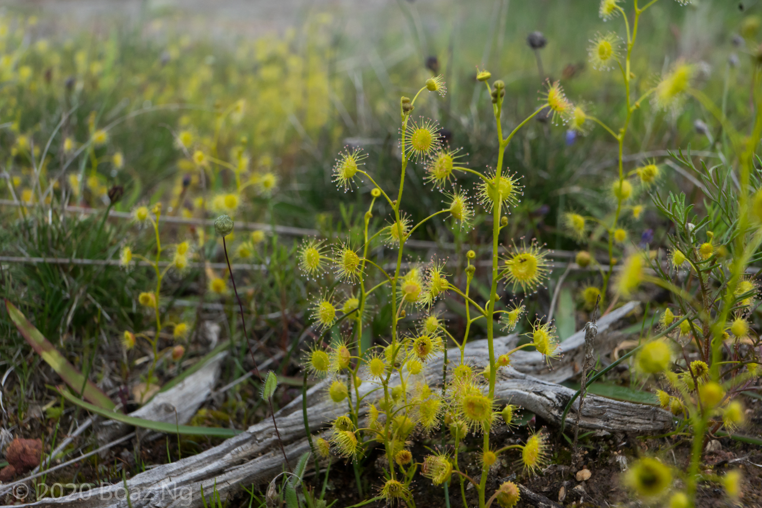 Drosera stricticaulis Species Profile - Fierce Flora