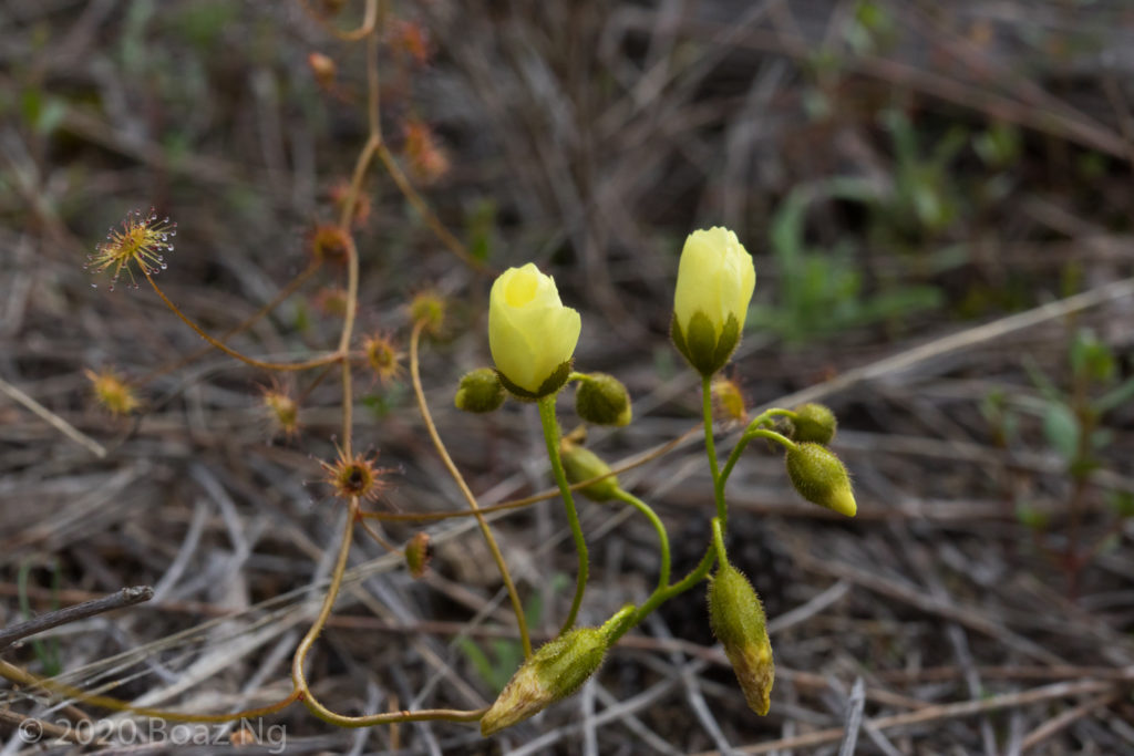 Drosera subhirtella Species Profile - Fierce Flora