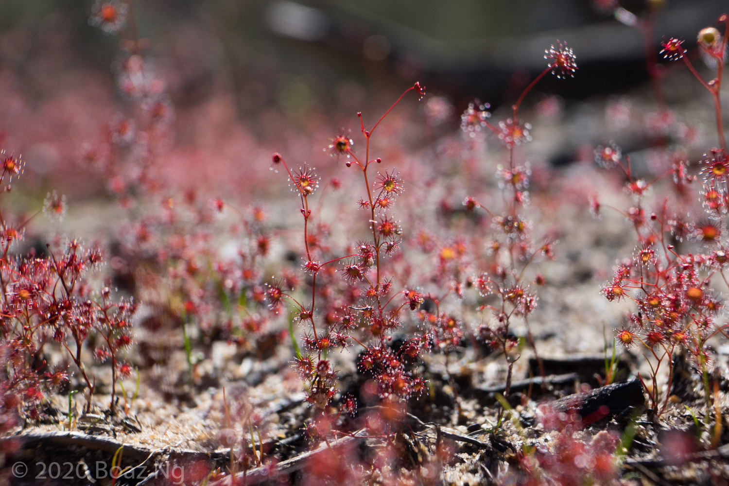 Drosera menziesii Species Profile - Fierce Flora