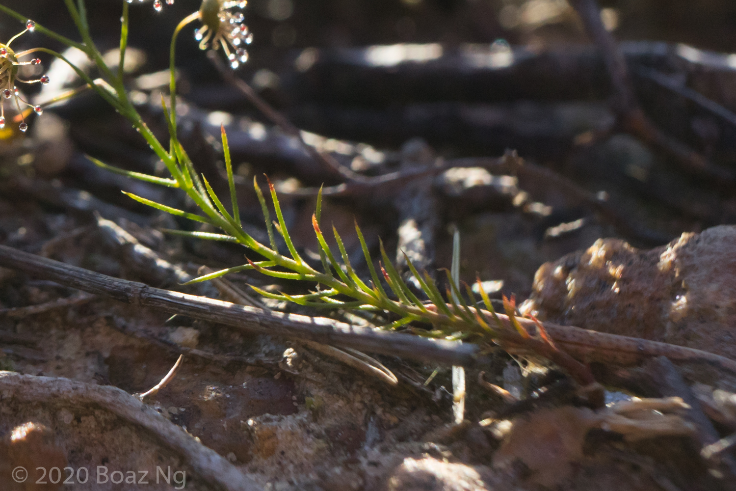 Drosera prophylla Species Profile - Fierce Flora
