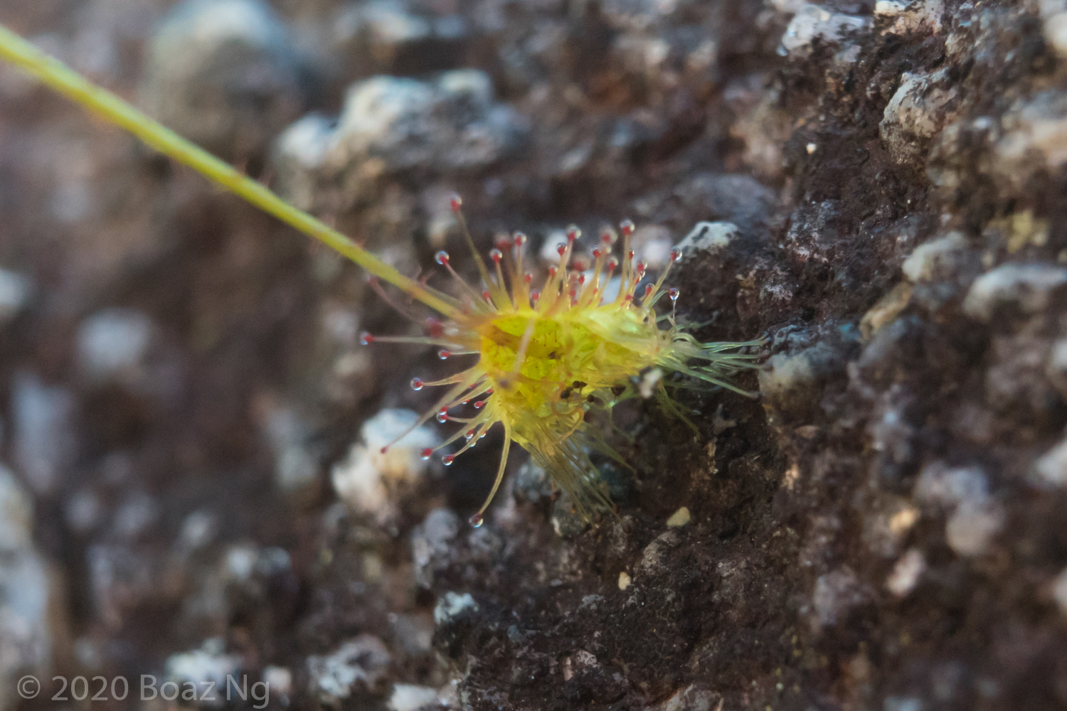 Drosera macrantha Species Profile - Fierce Flora