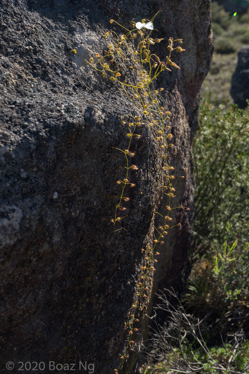 Drosera macrantha Species Profile - Fierce Flora