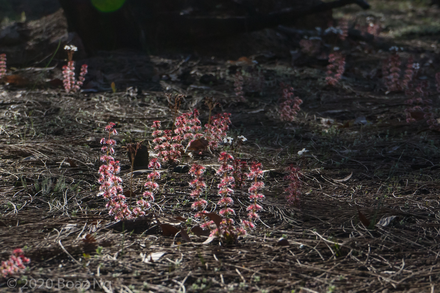 Drosera stolonifera Species Profile - Fierce Flora