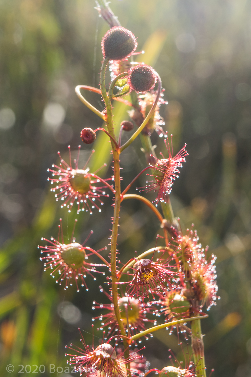Drosera planchonii Species Profile - Fierce Flora
