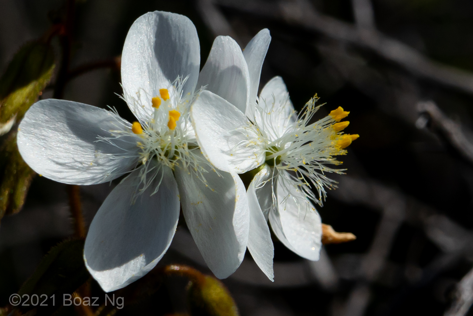 Drosera macrantha Species Profile - Fierce Flora