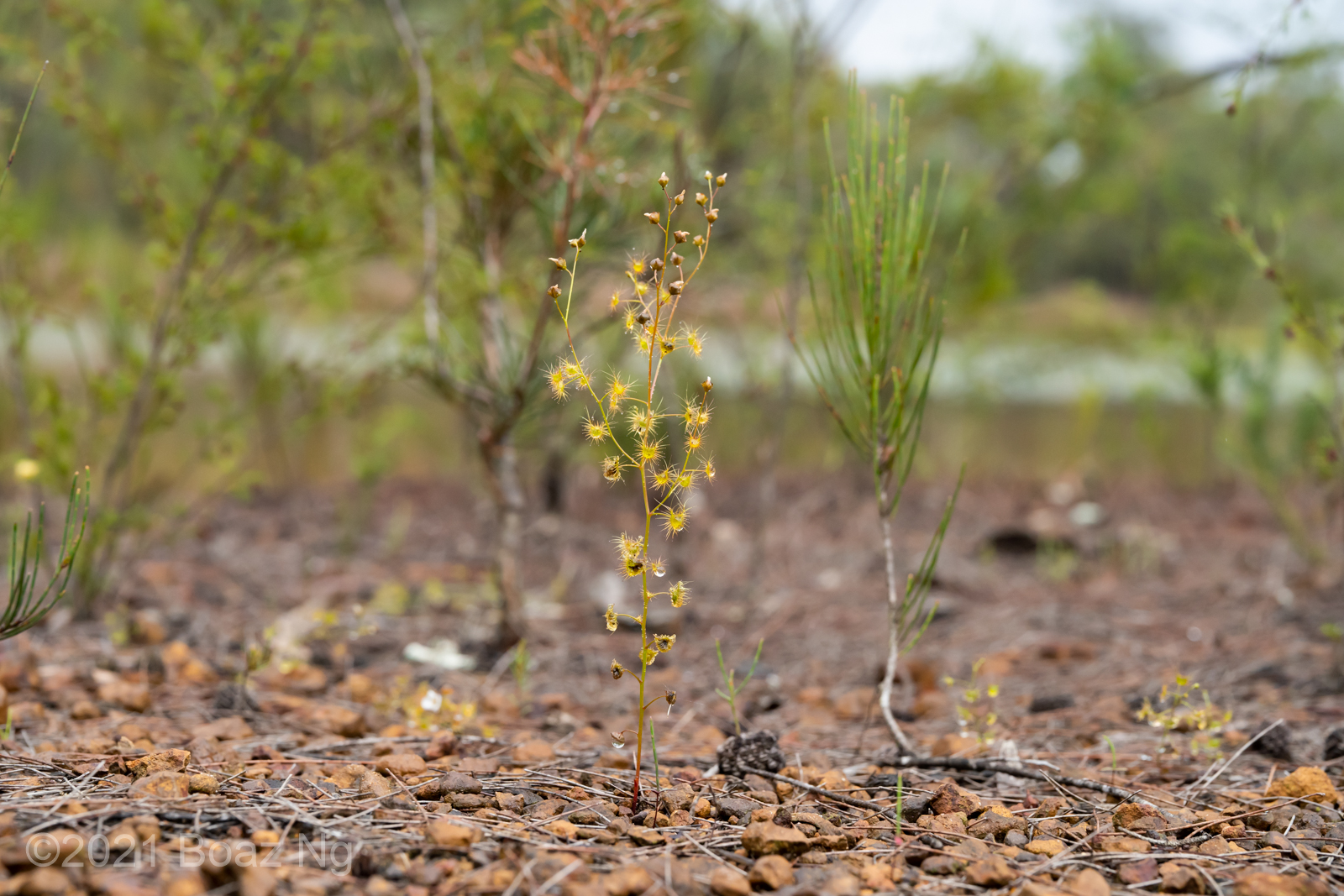 Drosera lunata Species Profile - Fierce Flora