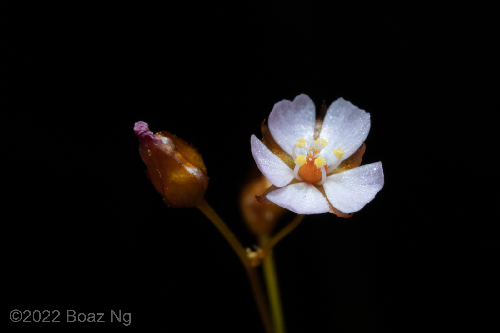 Drosera lunata Species Profile - Fierce Flora