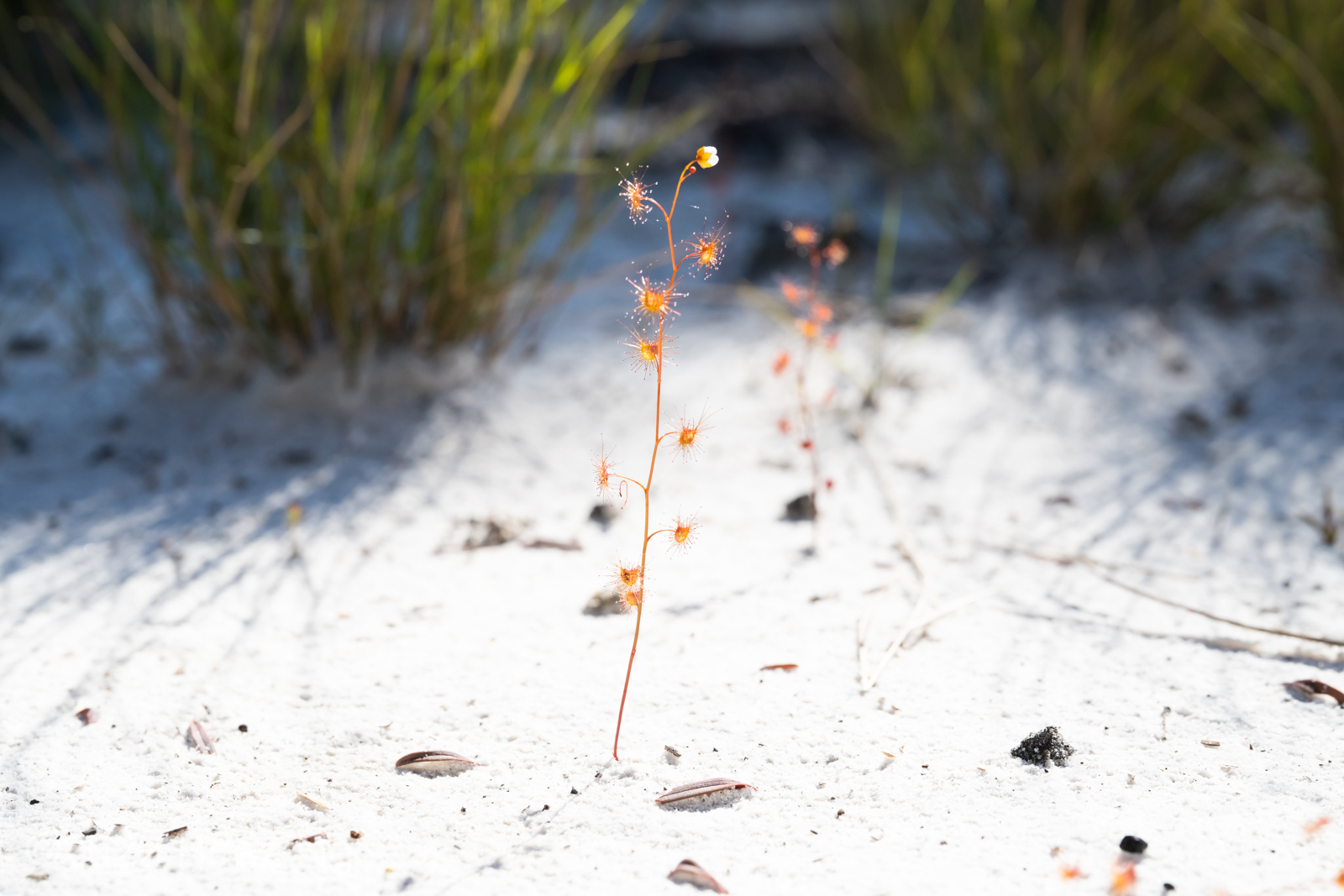 Drosera lunata Species Profile - Fierce Flora