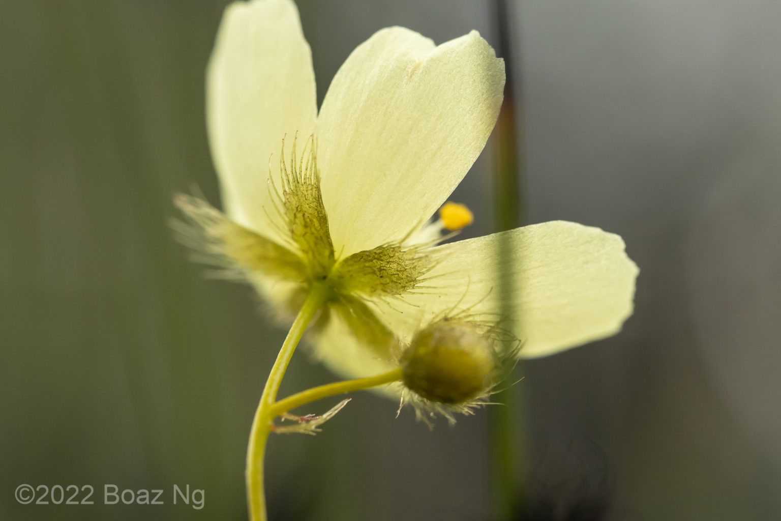 Drosera intricata Species Profile - Fierce Flora